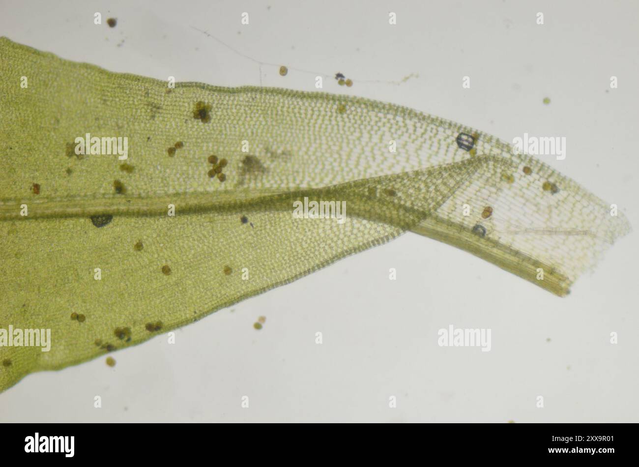 Water Screw-moss (Syntrichia latifolia) Plantae Stock Photo - Alamy
