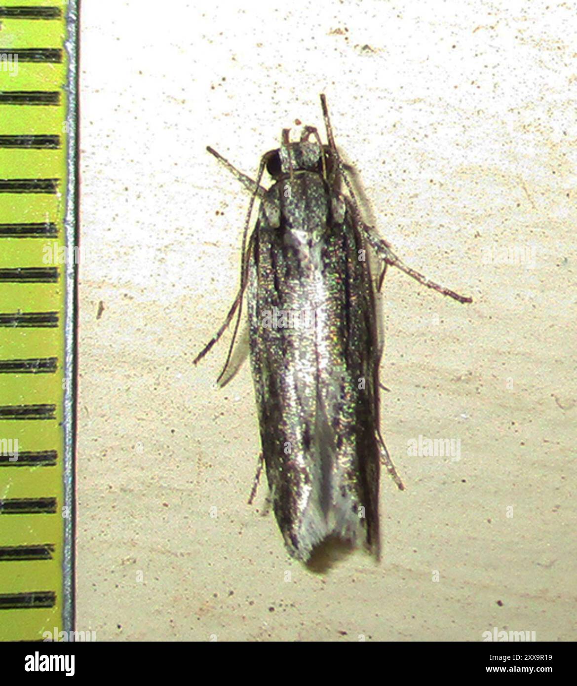 Butterflies and Moths (Lepidoptera) Insecta Stock Photo - Alamy