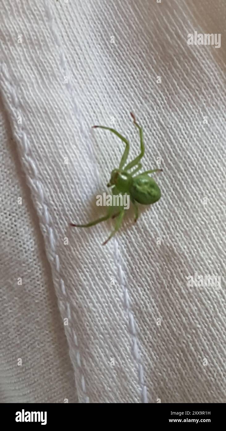 Flower Spiders (Diaea) Arachnida Stock Photo - Alamy