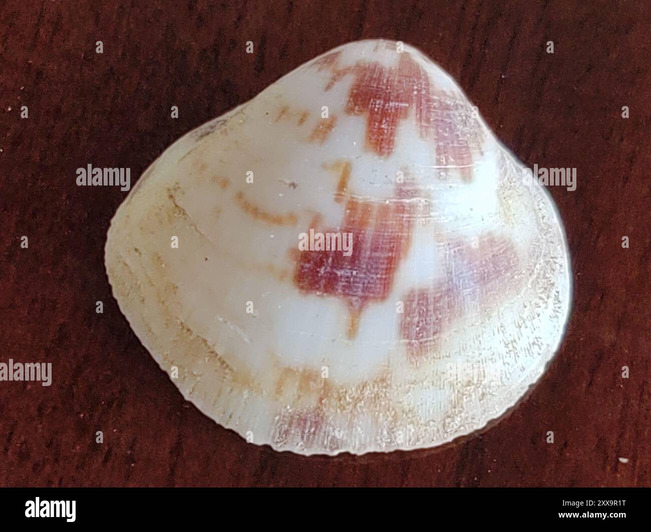 Atlantic bittersweet clam (Glycymeris undata) Mollusca Stock Photo - Alamy