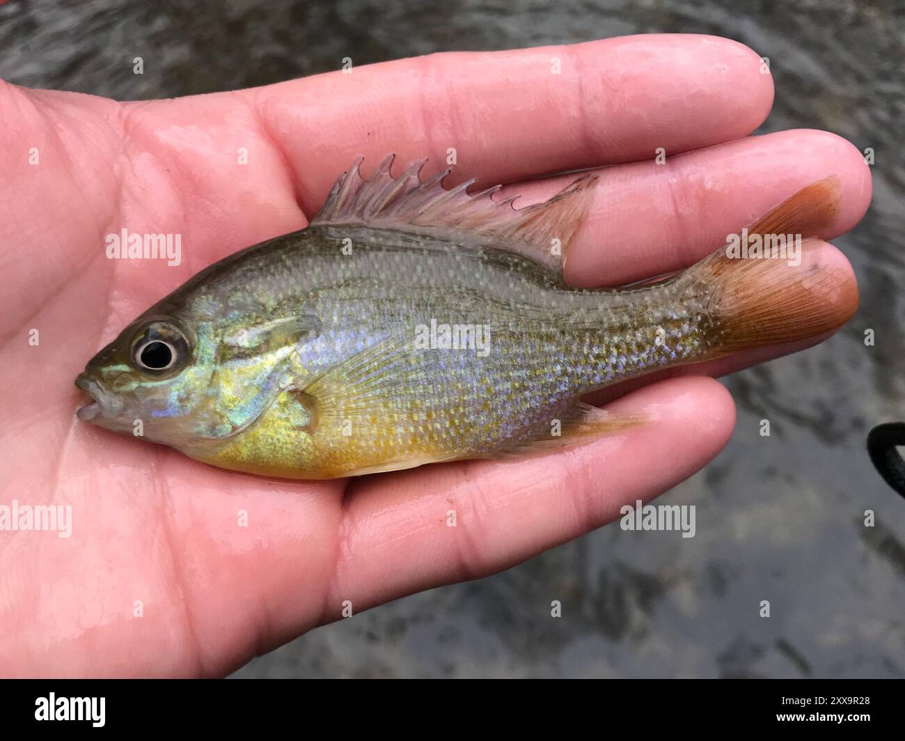 Redbreast Sunfish (Lepomis auritus) Actinopterygii Stock Photo - Alamy