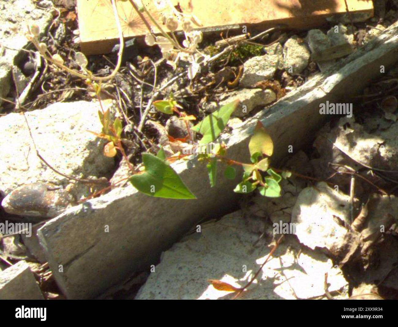 Black-bindweed (Fallopia convolvulus) Plantae Stock Photo - Alamy