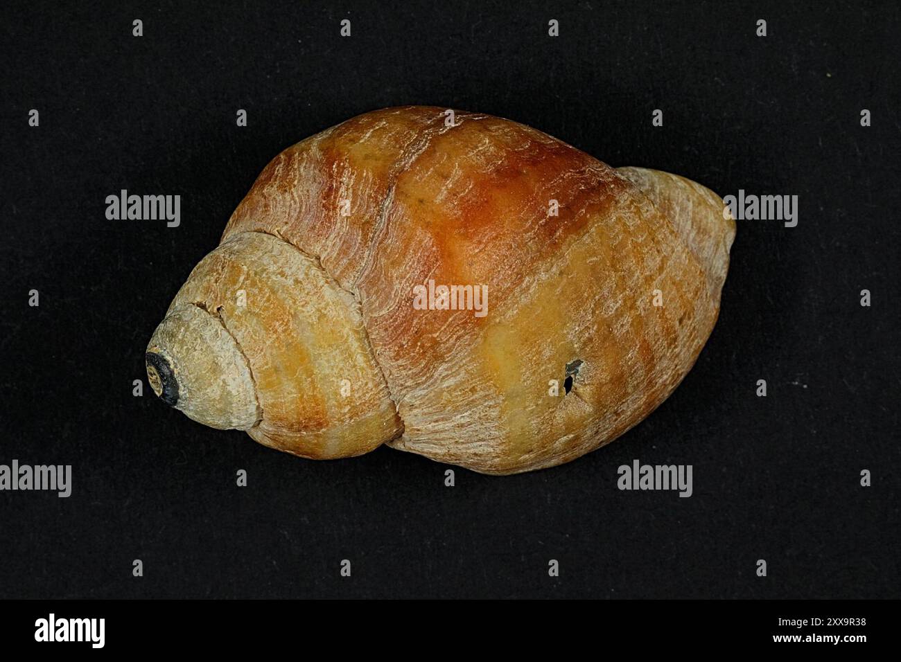 Atlantic Dogwhelk (Nucella lapillus) Mollusca Stock Photo - Alamy
