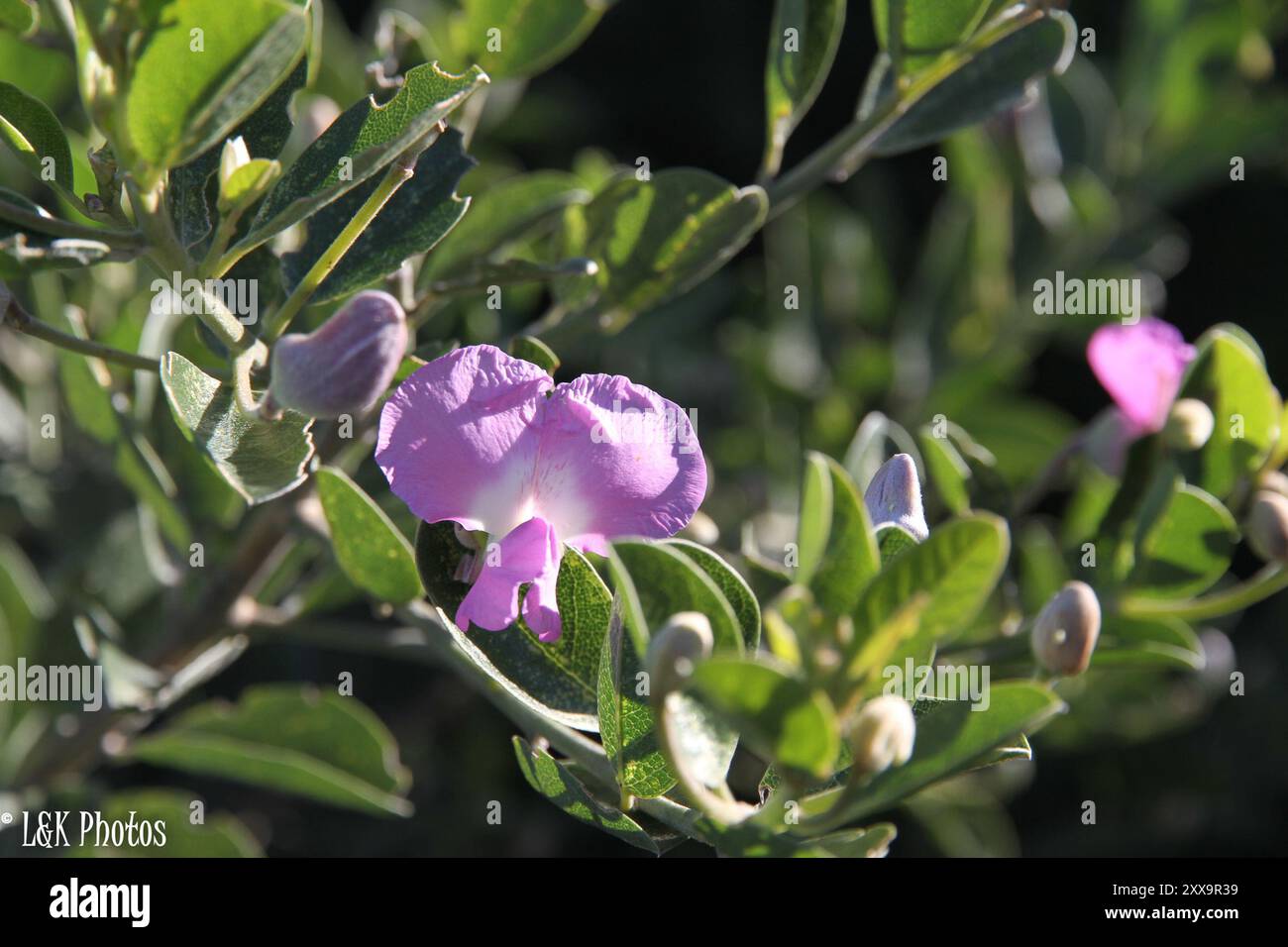 Water blossom pea (Podalyria calyptrata) Plantae Stock Photo - Alamy