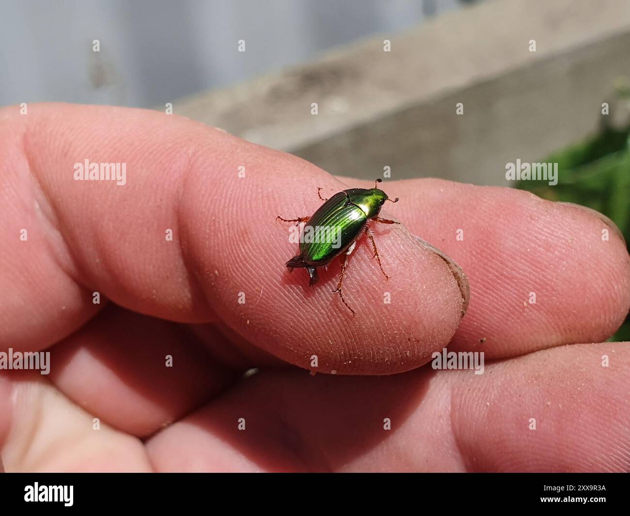 Pyronota hi-res stock photography and images - Alamy