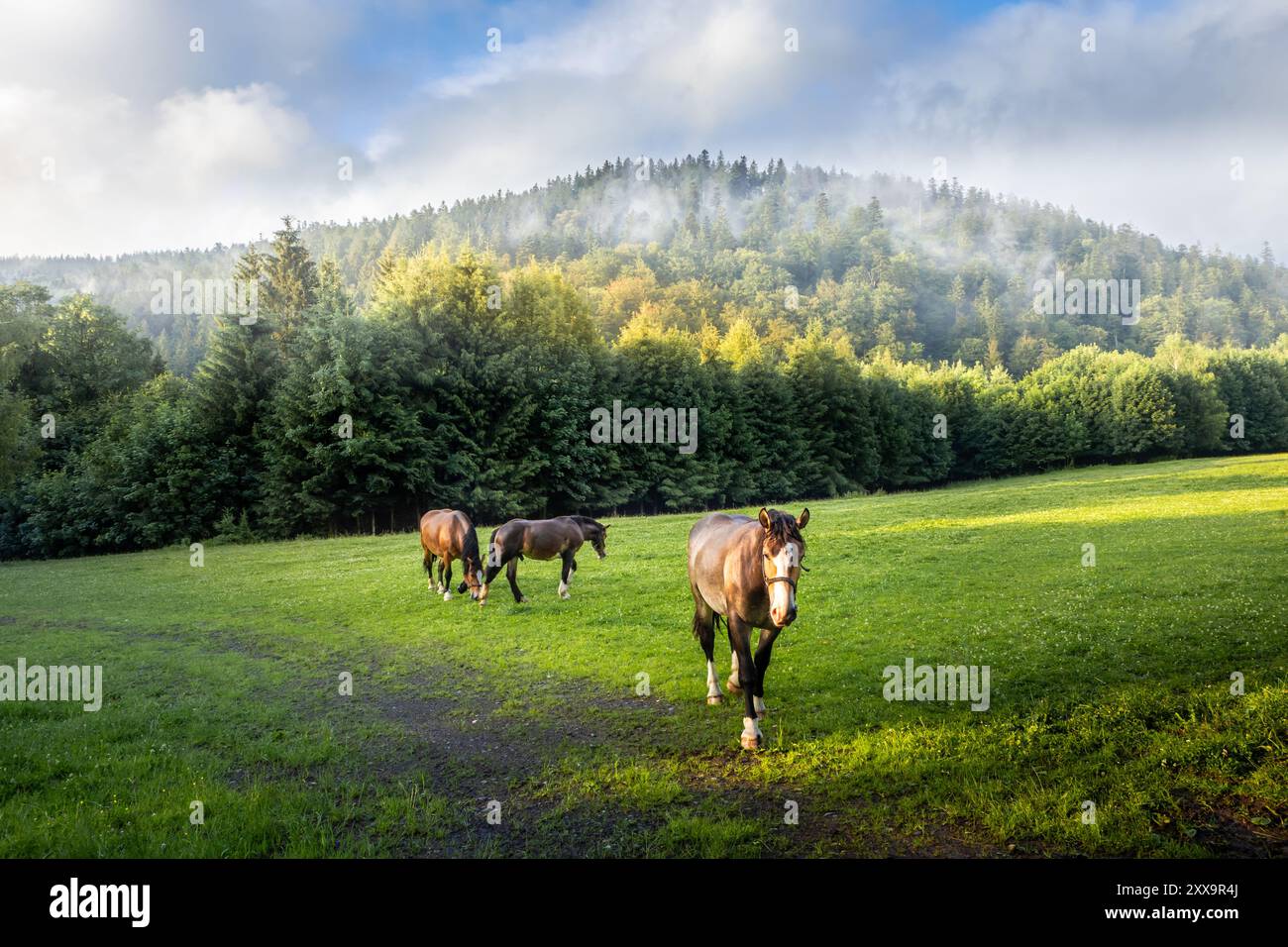Three horses in a green grazing field, surrounded by forest and ...