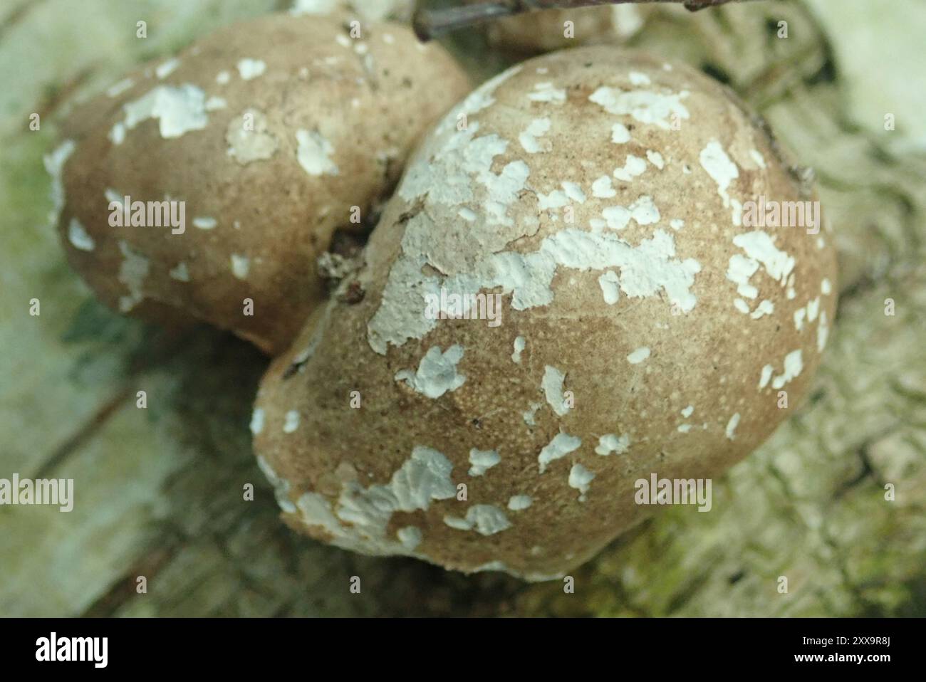birch polypore (Fomitopsis betulina) Fungi Stock Photo - Alamy