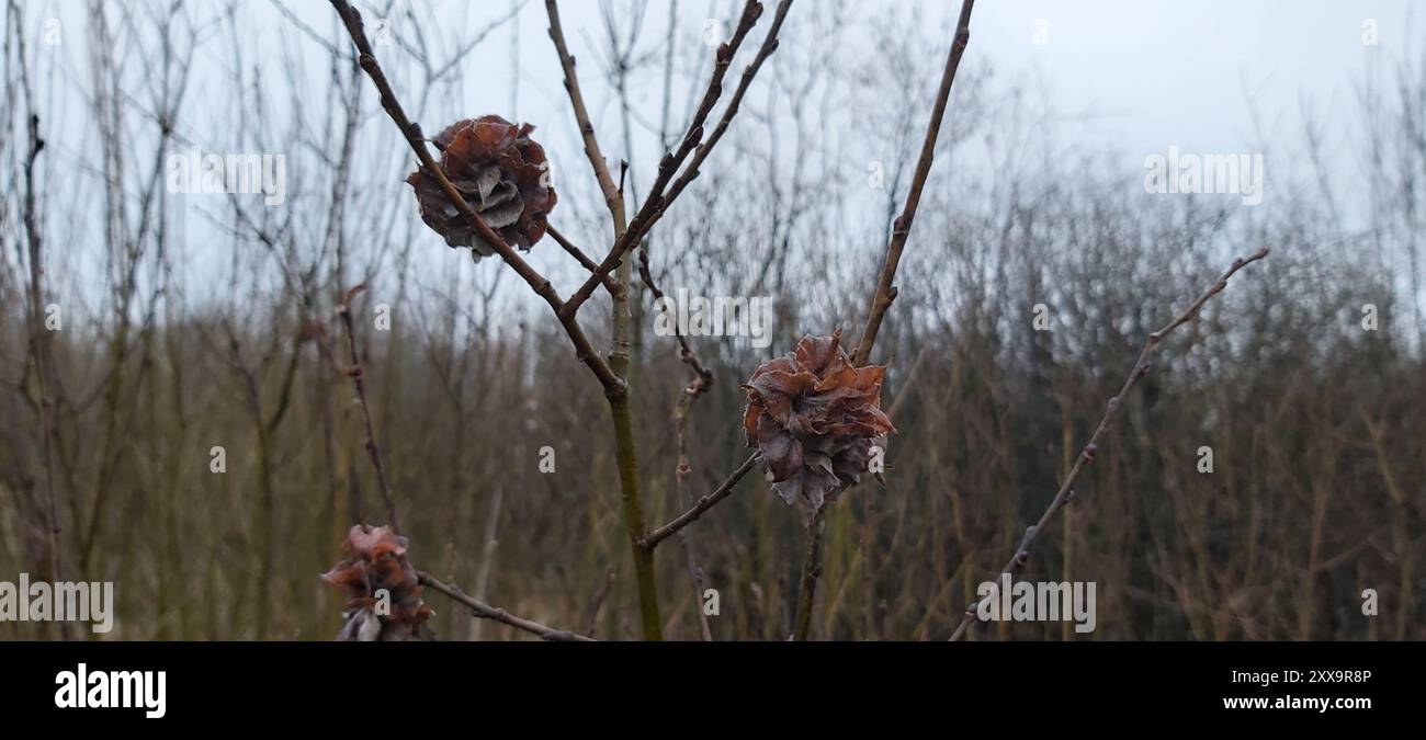 Willow Rose Gall Midge (Rabdophaga rosaria) Insecta Stock Photo - Alamy
