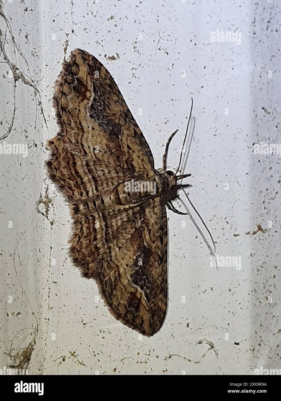 Australian Pug Moth (Chloroclystis filata) Insecta Stock Photo - Alamy