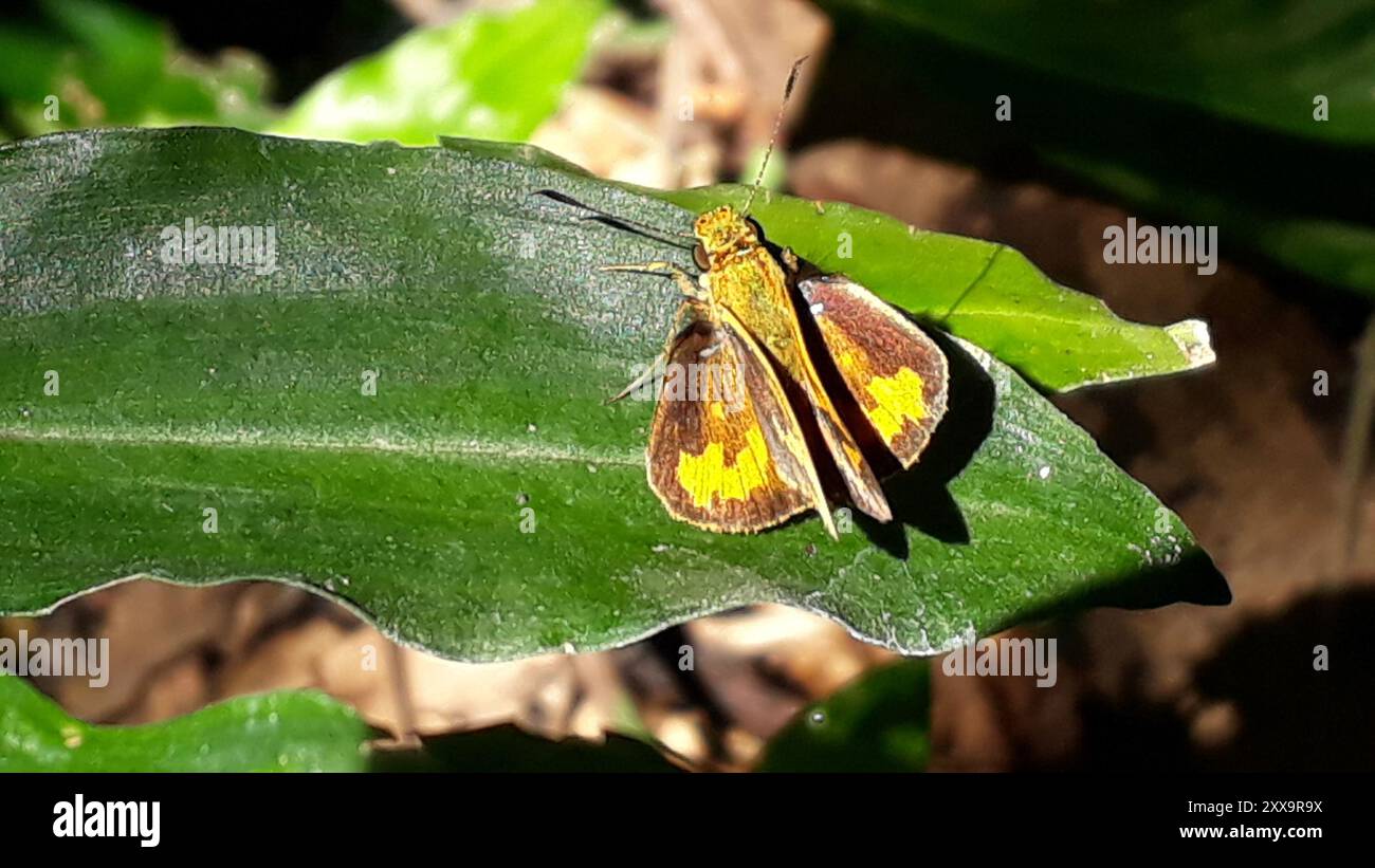 Letis hi-res stock photography and images - Alamy