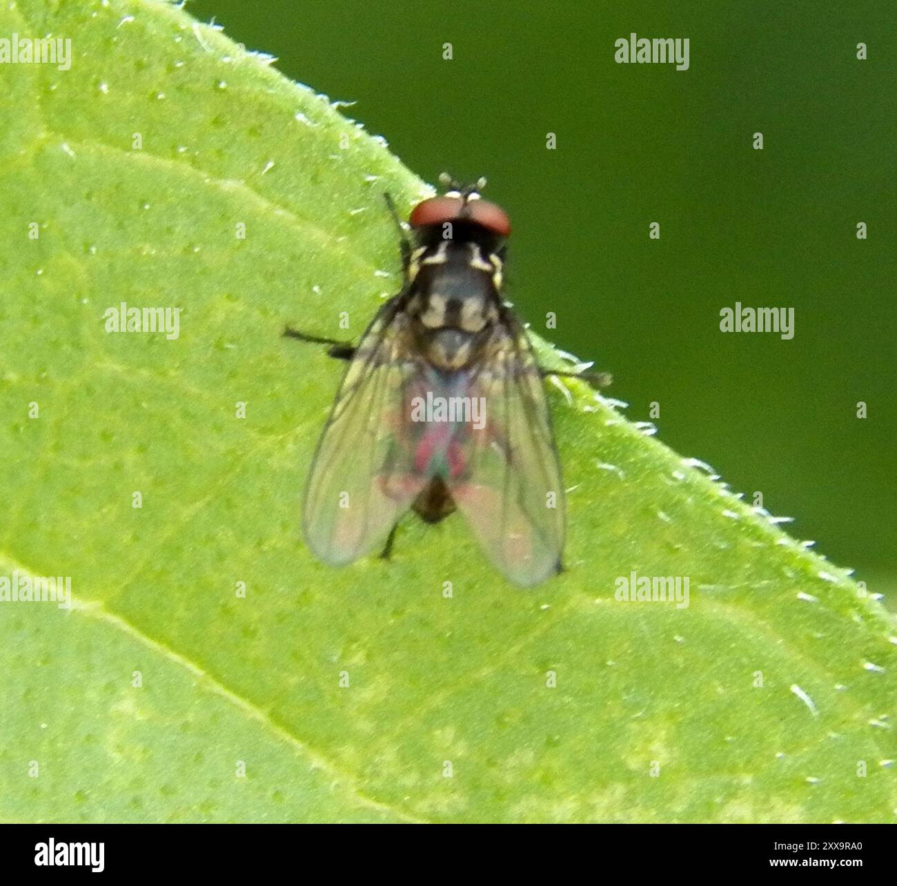 House Flies and Allies (Muscidae) Insecta Stock Photo - Alamy