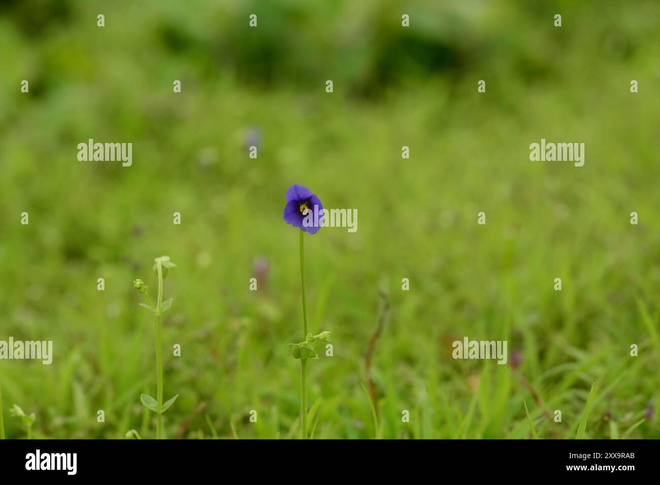 Little Persian Violet (Exacum pumilum) Plantae Stock Photo - Alamy