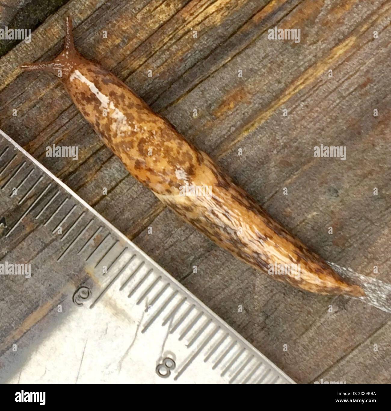 Milky Slug (Deroceras reticulatum) Mollusca Stock Photo - Alamy