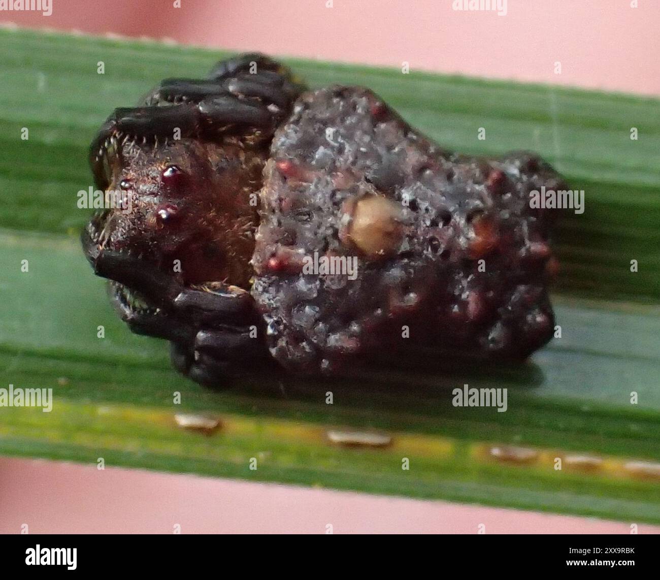 High-headed Arkys (Arkys alticephala) Arachnida Stock Photo - Alamy