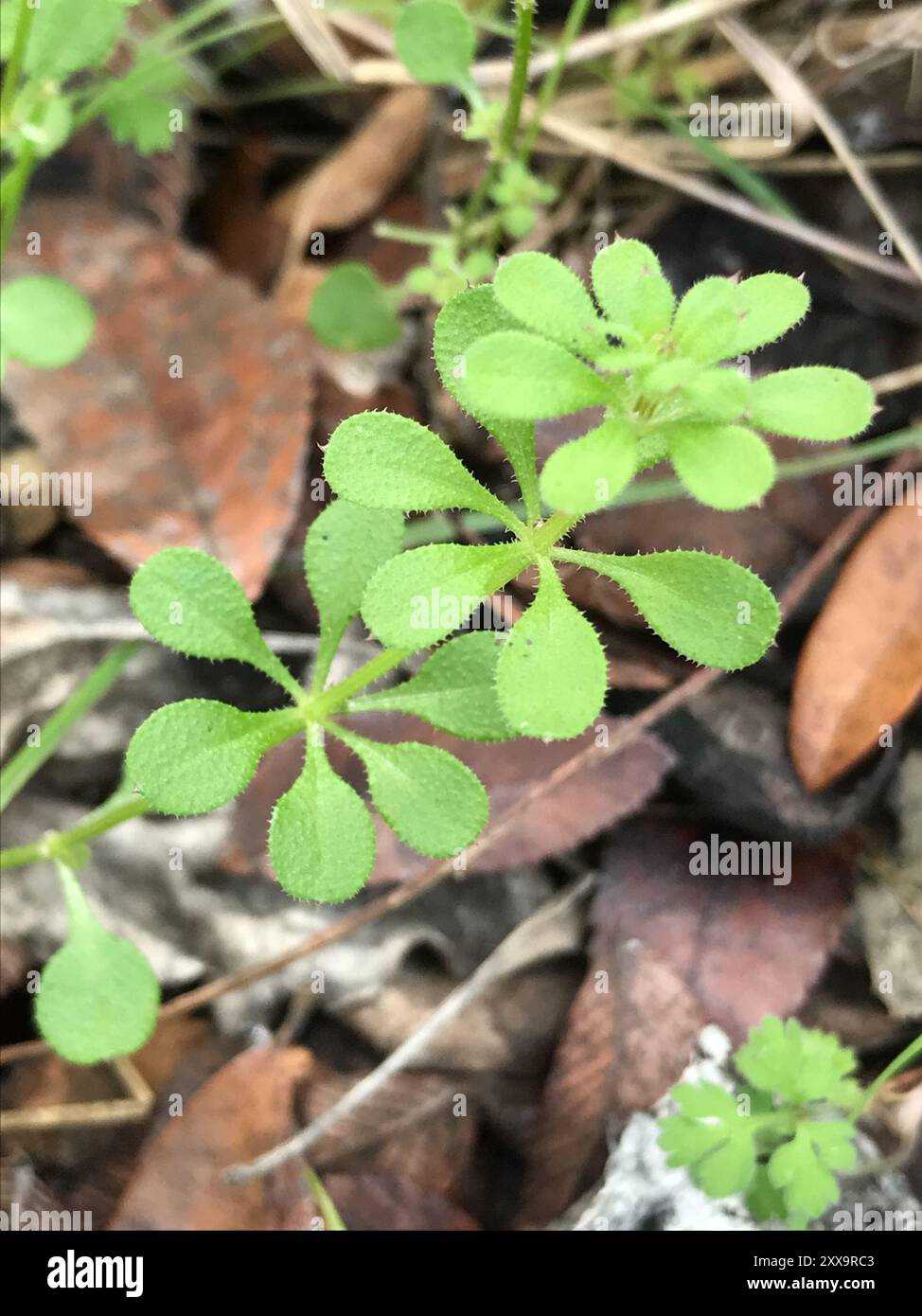 catchweed bedstraw (Galium aparine) Plantae Stock Photo - Alamy