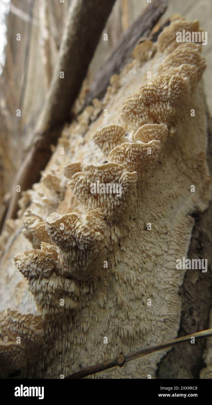 Milk-white Toothed Polypore (Irpex lacteus) Fungi Stock Photo - Alamy