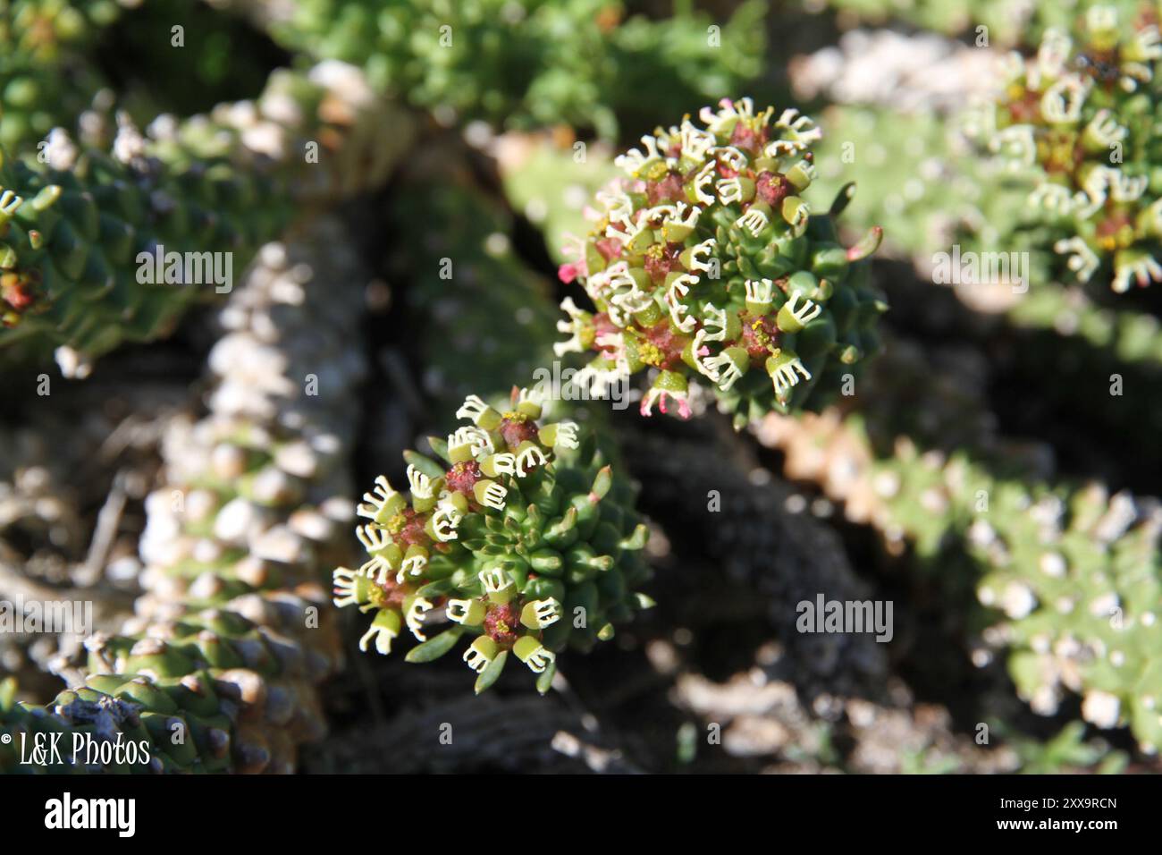 Medusa's-head (Euphorbia caput-medusae) Plantae Stock Photo - Alamy