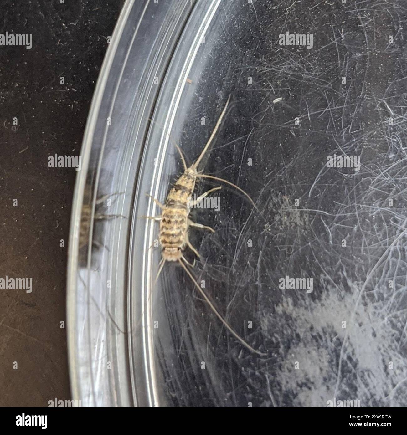 Firebrat thermobia domestica hi-res stock photography and images - Alamy
