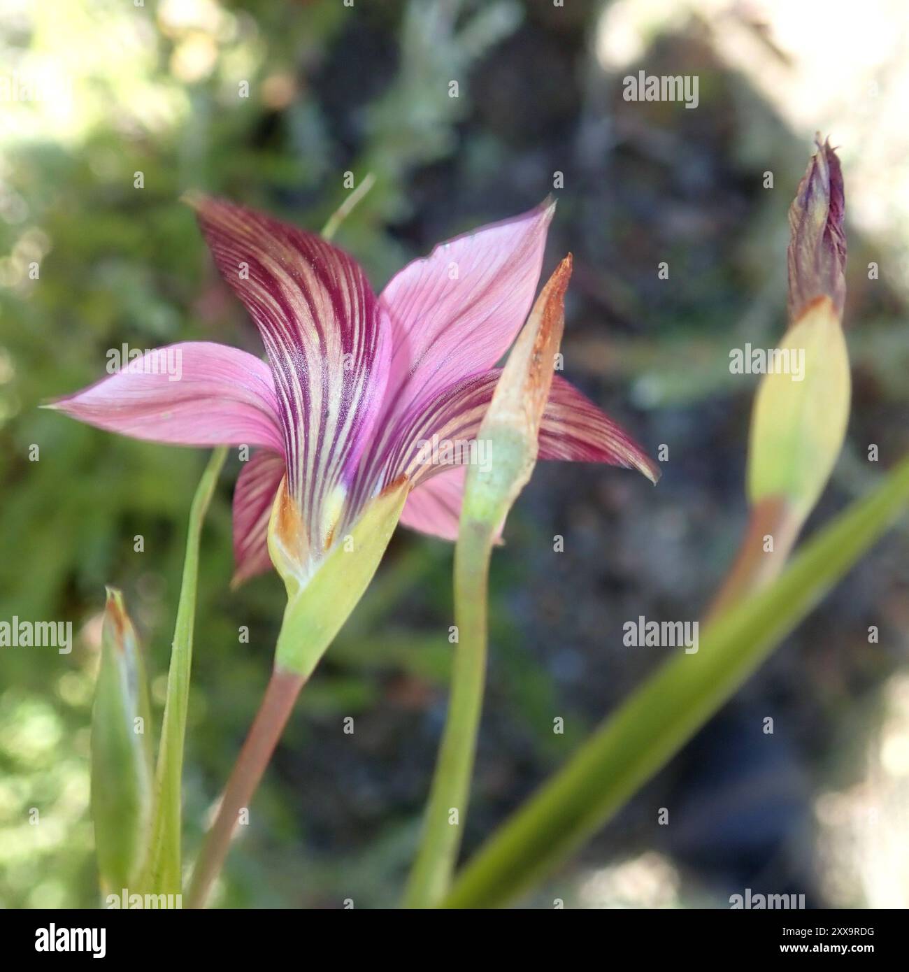 Common Rosy Froetang (Romulea rosea rosea) Plantae Stock Photo - Alamy