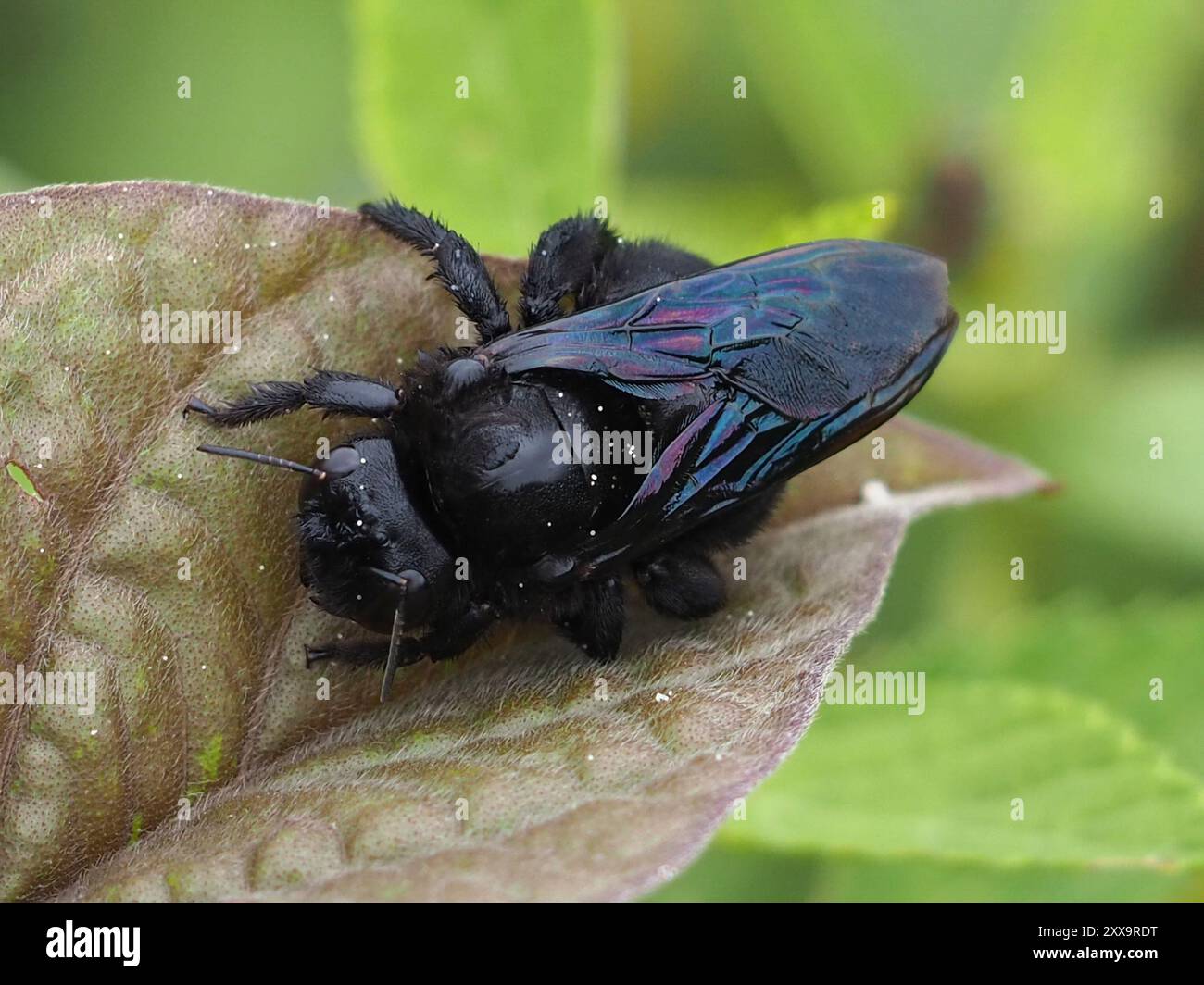 Galápagos carpenter bee (Xylocopa darwini) Insecta Stock Photo - Alamy