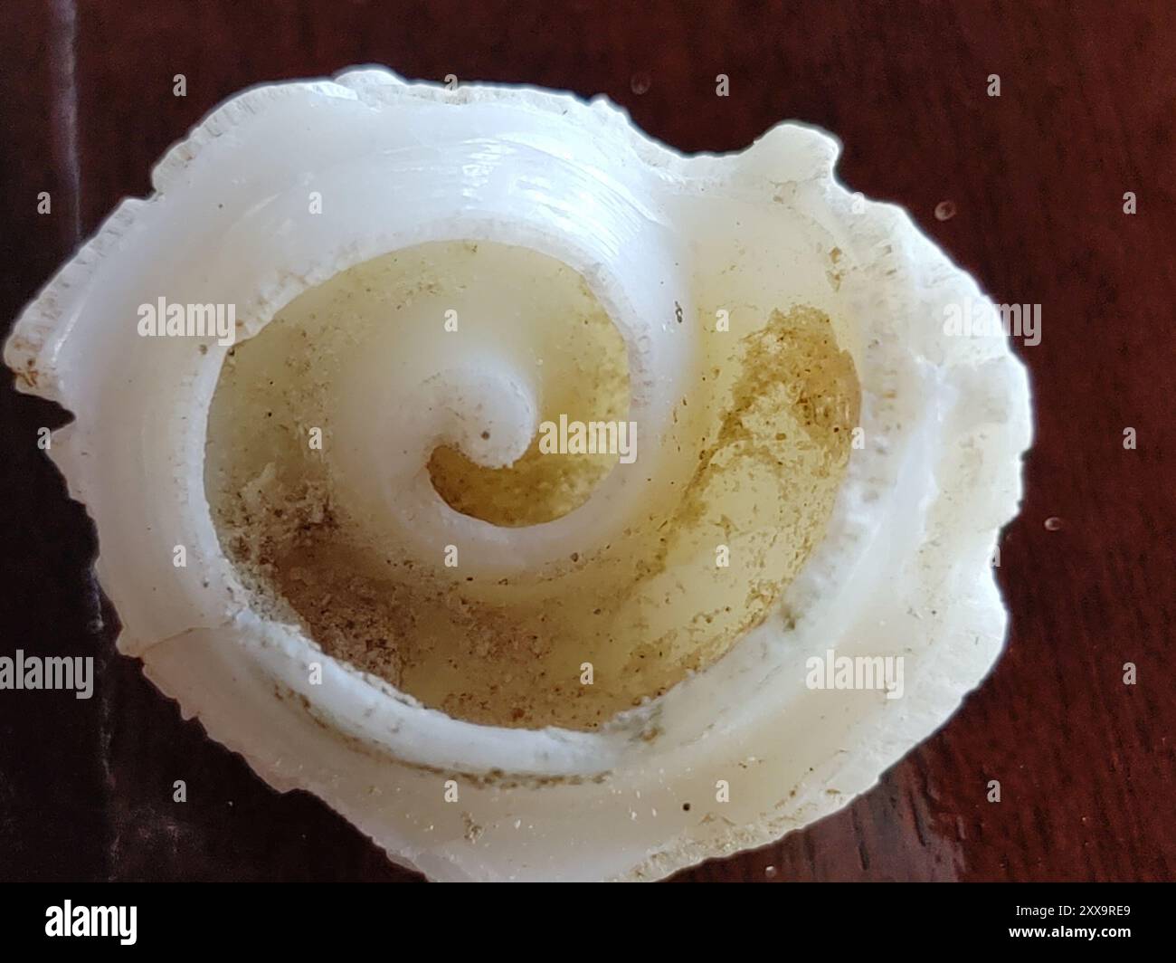 Queen Conch (Aliger gigas) Mollusca Stock Photo - Alamy