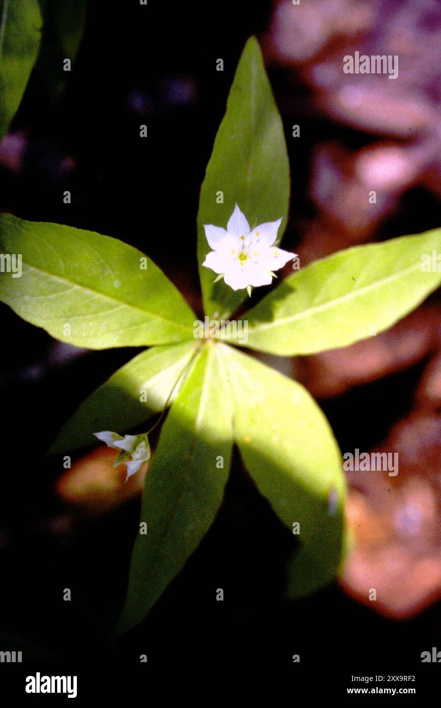 northern starflower (Lysimachia borealis) Plantae Stock Photo - Alamy