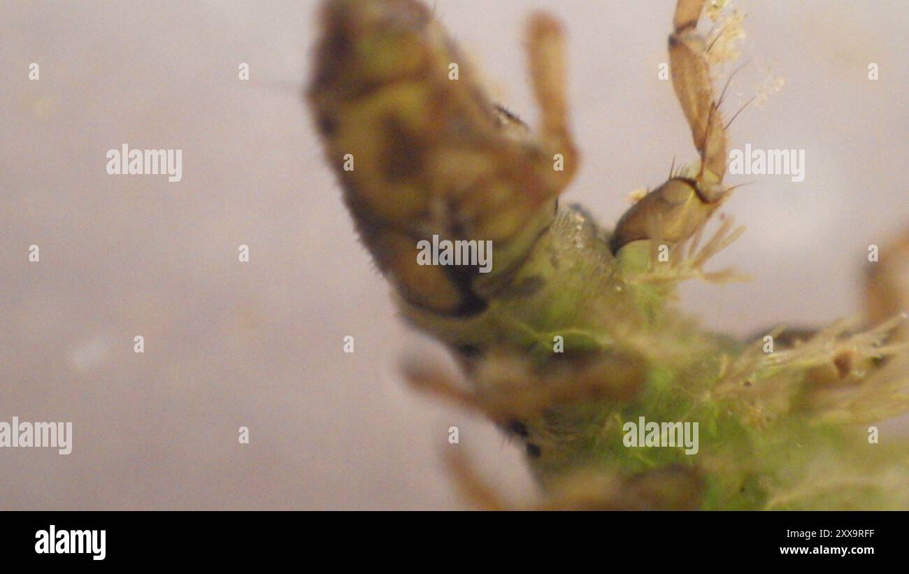 Net-spinning Caddisflies (Hydropsychidae) Insecta Stock Photo - Alamy