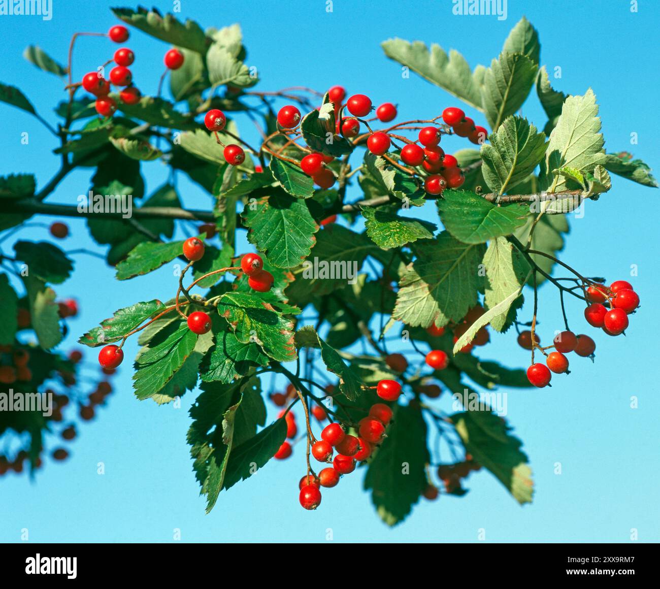 Zierbaum oder strauch hi-res stock photography and images - Alamy