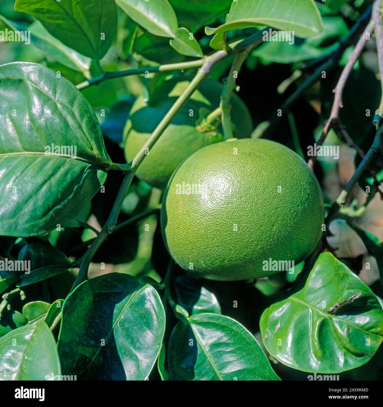 Die Grapefruit, auch Paradiesapfel genannt, ist eine Zitrusfrucht, die ...