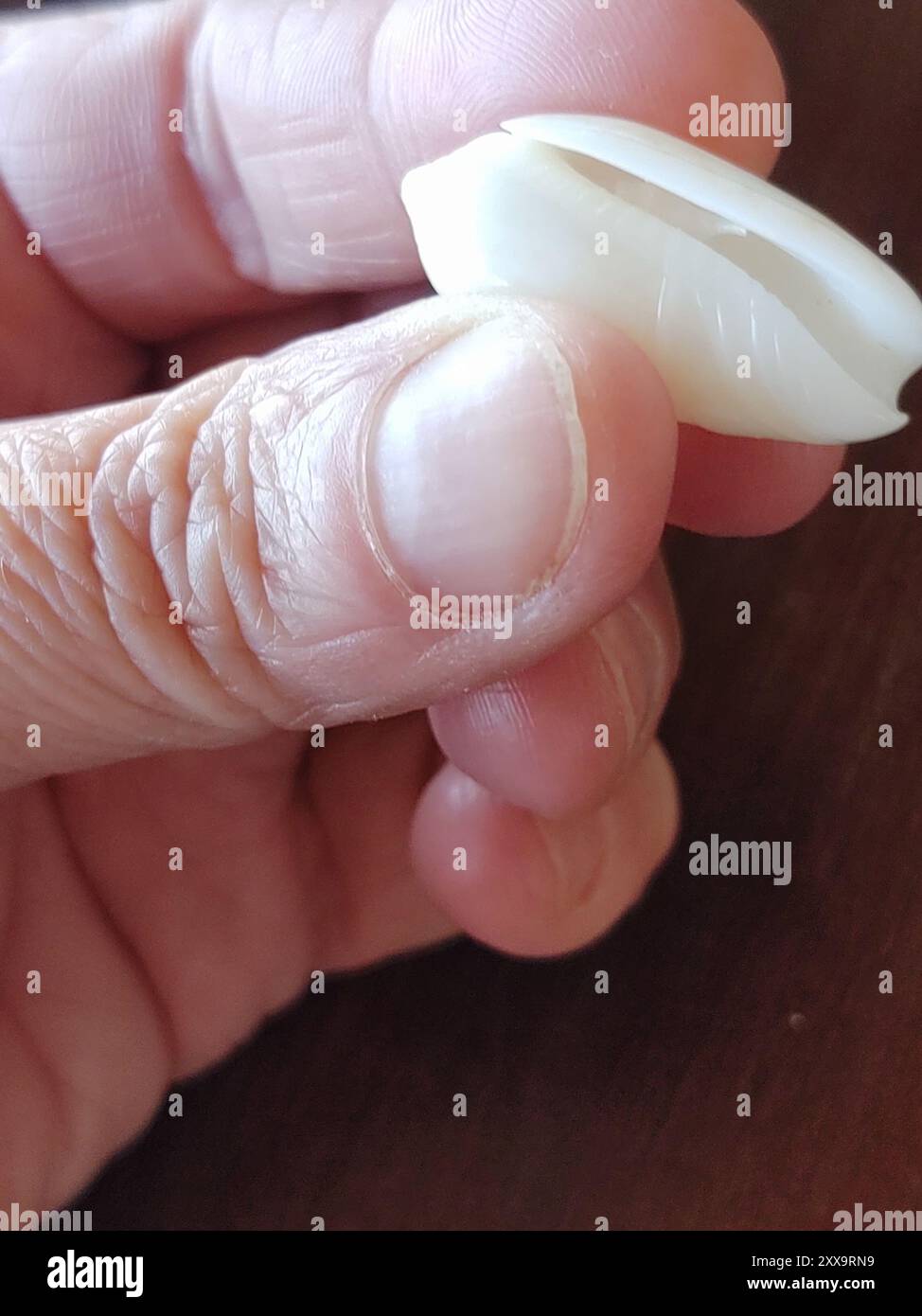 Netted Olive (Oliva reticularis) Mollusca Stock Photo - Alamy