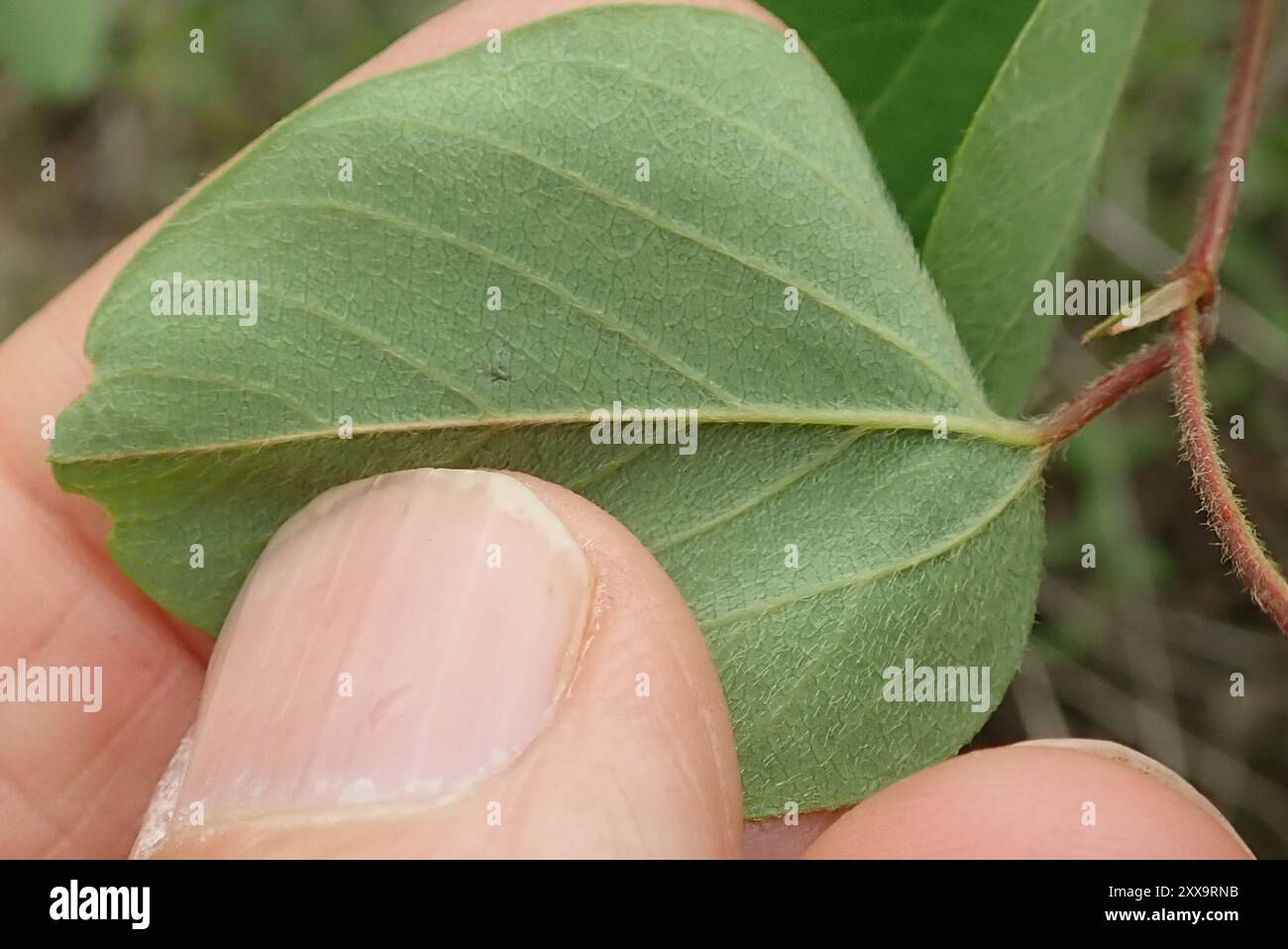 Soap Bush (Helinus integrifolius) Plantae Stock Photo - Alamy