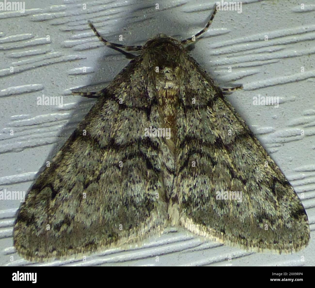 Toothed Phigalia Moth (Phigalia denticulata) Insecta Stock Photo - Alamy