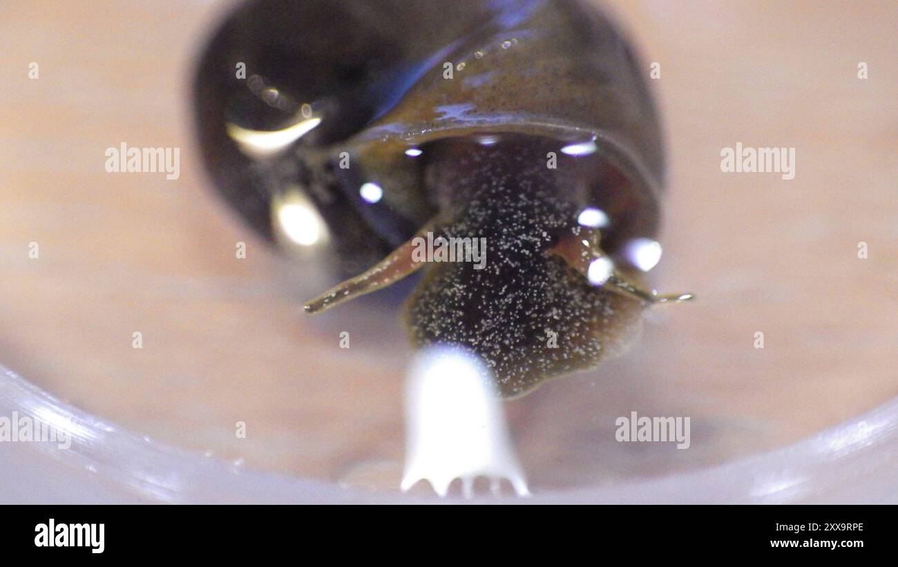 Two-ridged Ramshorn (Helisoma anceps) Mollusca Stock Photo - Alamy