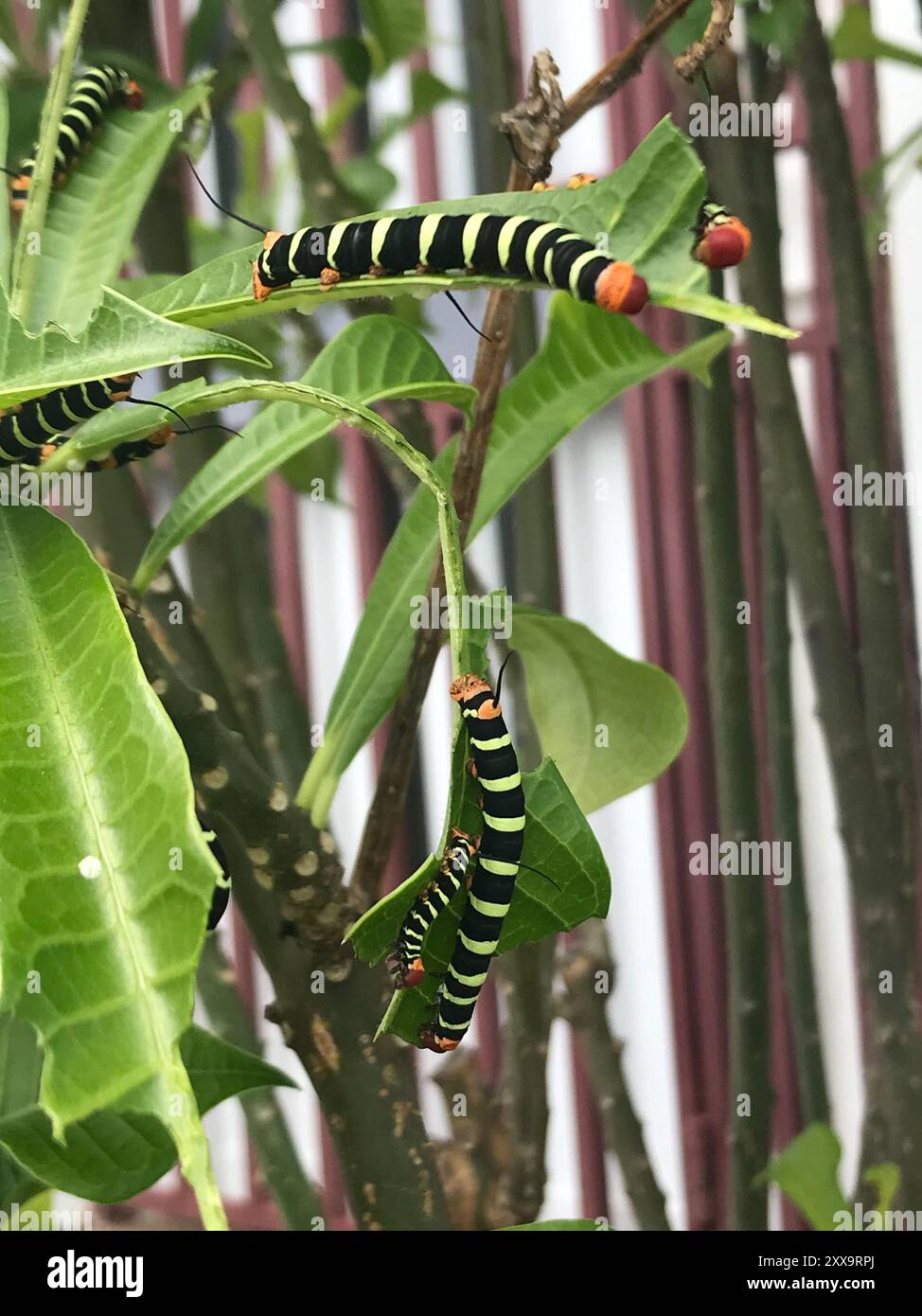 Tetrio Sphinx (Pseudosphinx tetrio) Insecta Stock Photo - Alamy