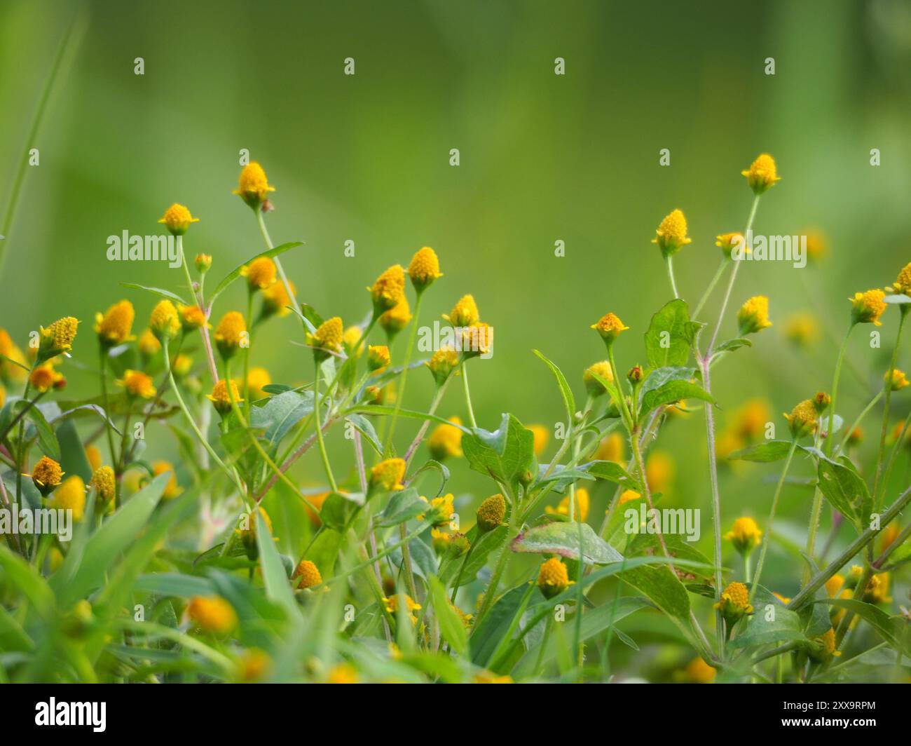 marsh para cress (Acmella uliginosa) Plantae Stock Photo - Alamy