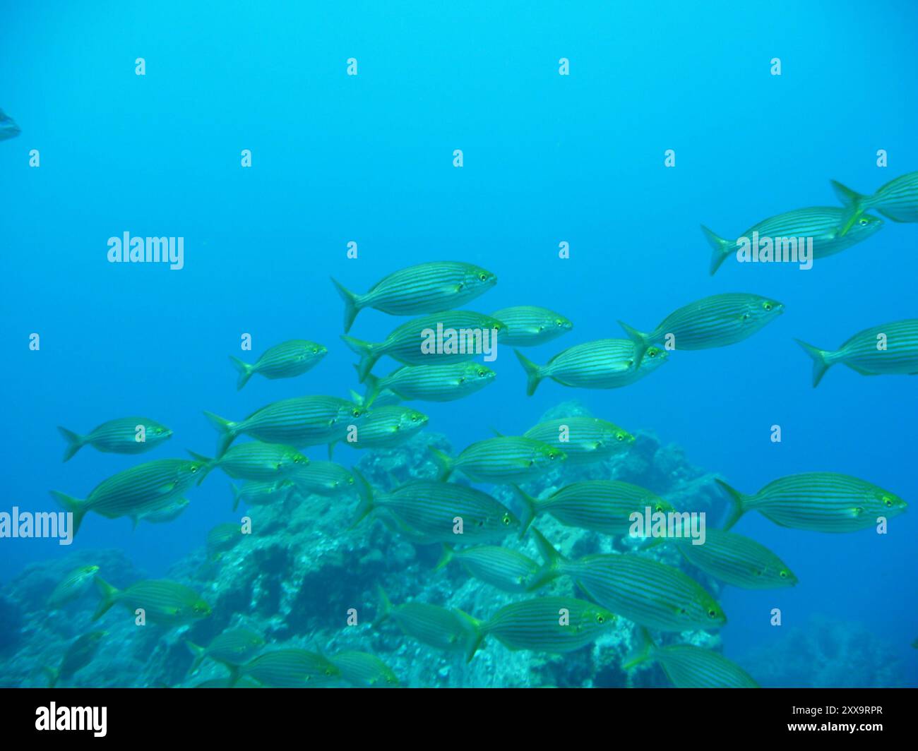 Salema Porgy (Sarpa salpa) Actinopterygii Stock Photo - Alamy