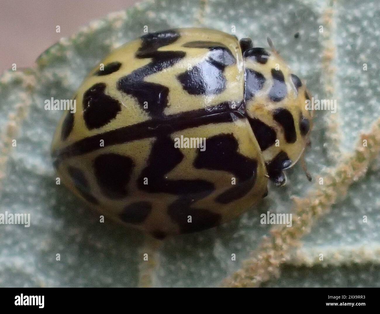 Tasmanian Ladybird (Cleobora mellyi) Insecta Stock Photo - Alamy