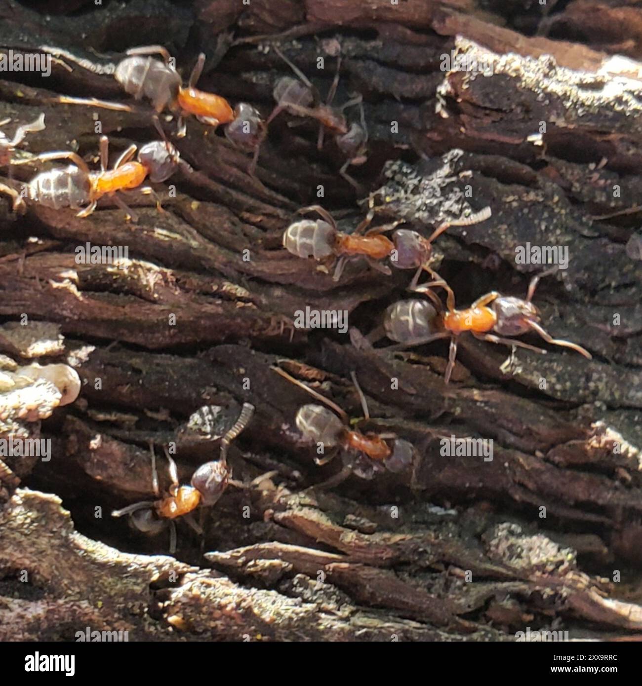 Western Velvety Tree Ant (Liometopum occidentale) Insecta Stock Photo - Alamy
