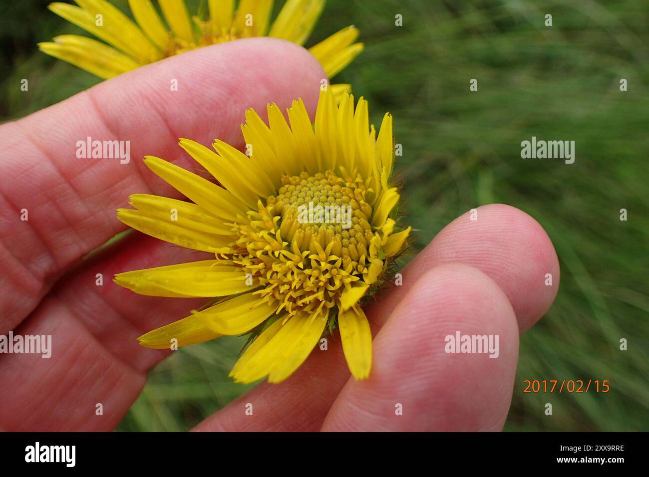 Pretty African Thistle (Berkheya speciosa) Plantae Stock Photo - Alamy