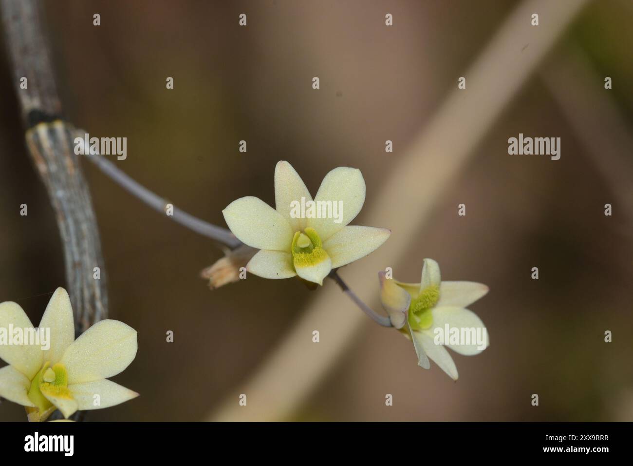 Green Lipped Dendrobium (Dendrobium ovatum) Plantae Stock Photo - Alamy