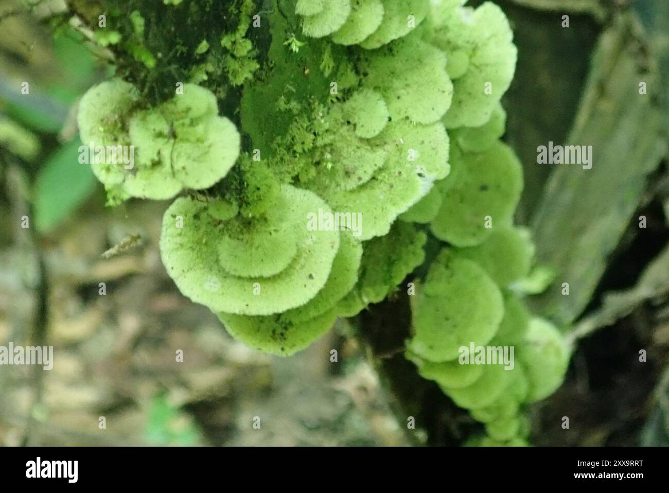 bracket fungi (Polyporaceae) Fungi Stock Photo - Alamy