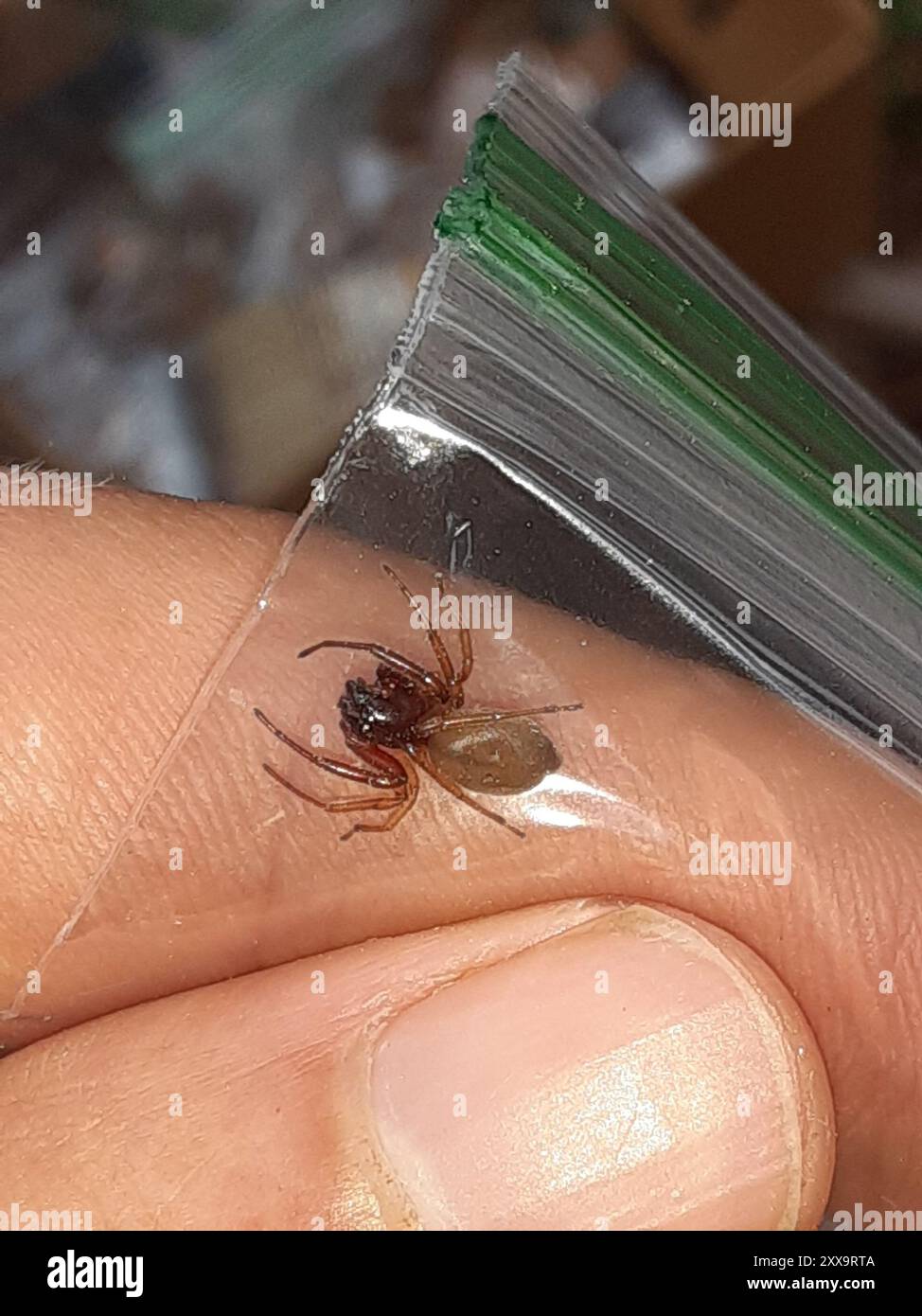 Broad-Faced Sac Spiders (Trachelidae) Arachnida Stock Photo - Alamy
