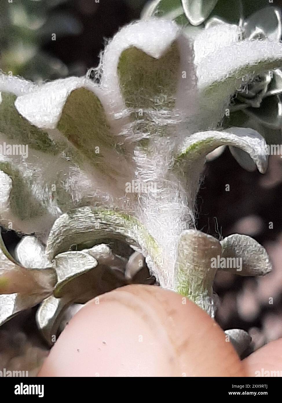 South Island Edelweiss (Leucogenes grandiceps) Plantae Stock Photo - Alamy