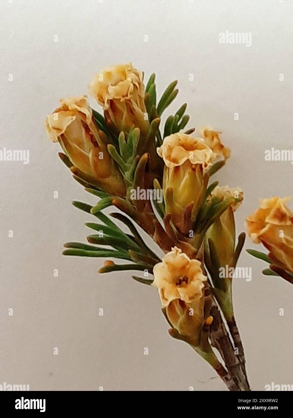 (Dracophyllum pronum) Plantae Stock Photo - Alamy