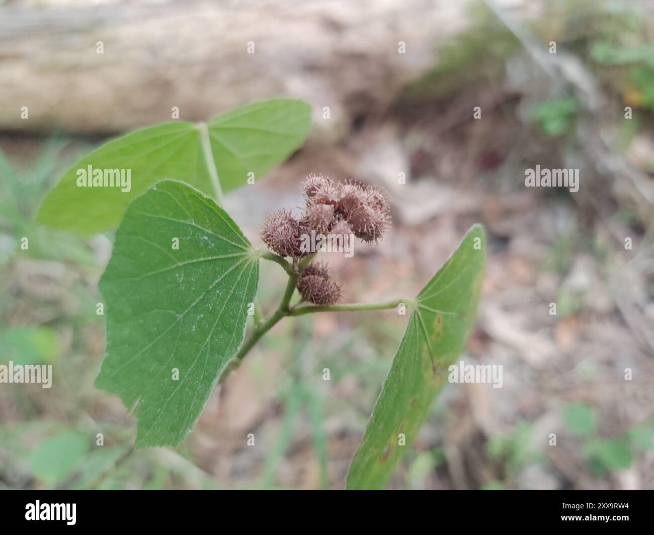 Caesar weed (Urena lobata) Plantae Stock Photo - Alamy