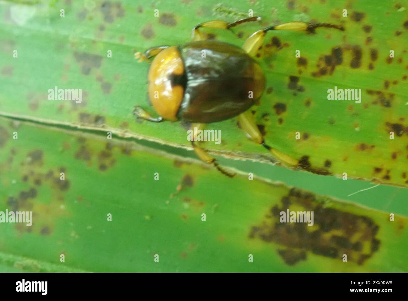 (Canthon angustatus) Insecta Stock Photo - Alamy