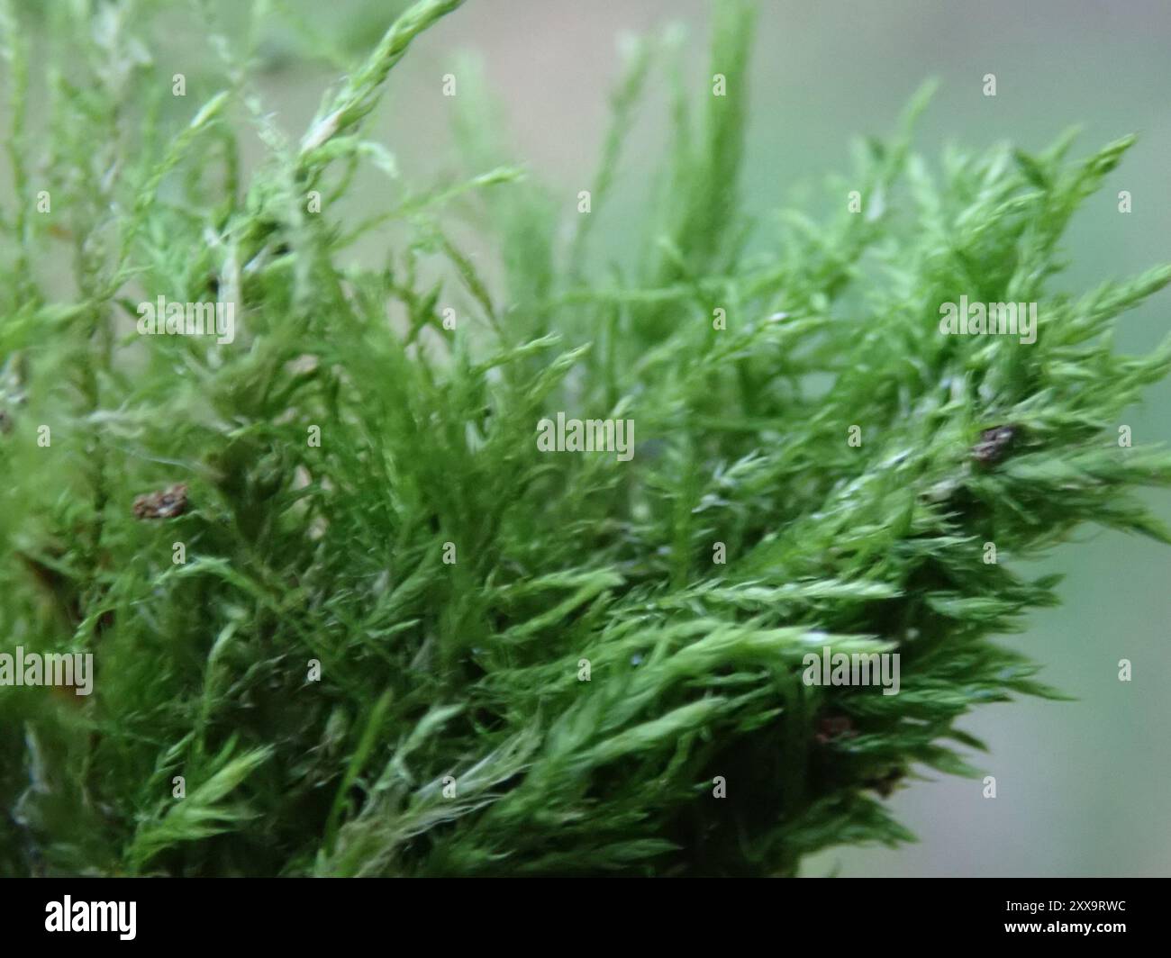 joint-toothed mosses (Bryopsida) Plantae Stock Photo - Alamy