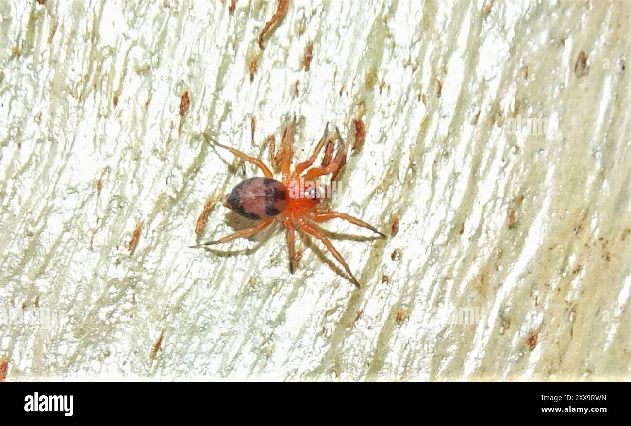 Comb-tailed Spiders (Hahniidae) Arachnida Stock Photo - Alamy