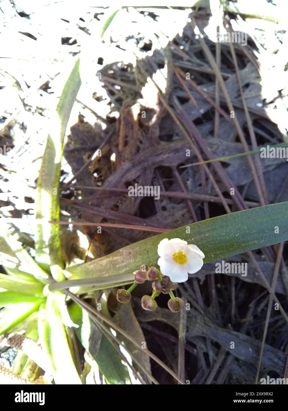 Grass-leaved Arrowhead (Sagittaria graminea) Plantae Stock Photo - Alamy