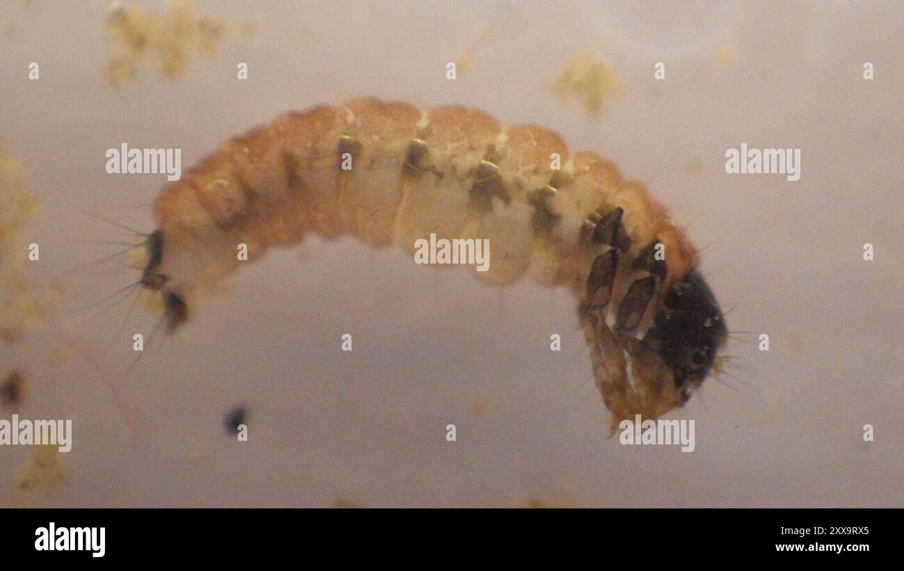 Little Black Caddisflies (Glossosomatidae) Insecta Stock Photo - Alamy